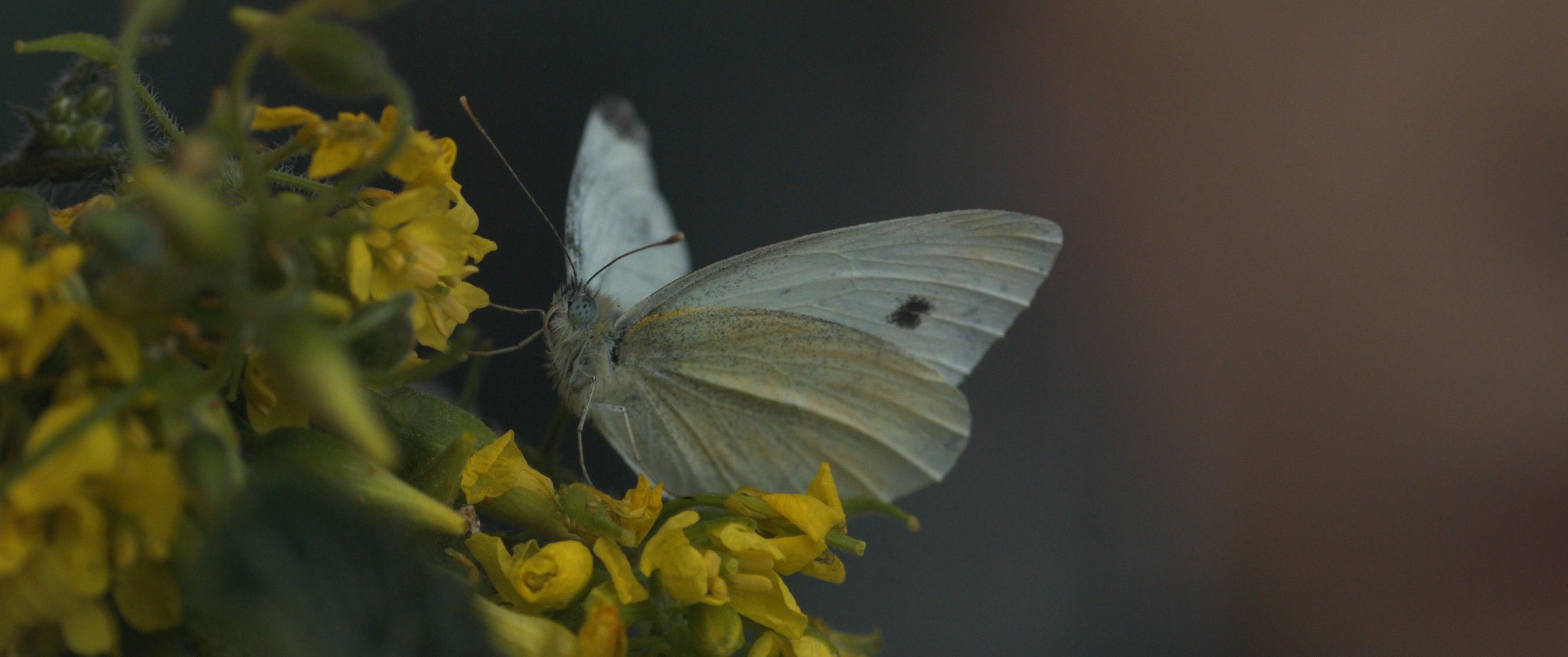 Lullaby Of The Butterfly Black Lemon Tv